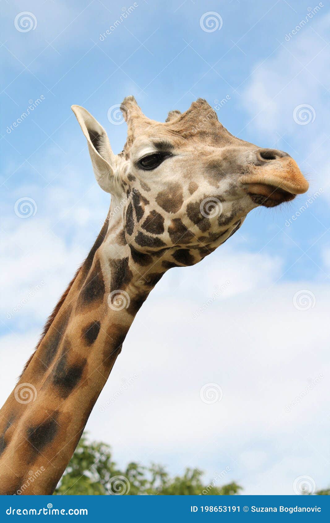 A Beautiful Young Giraffe Under the Cloud Stock Image - Image of wild ...