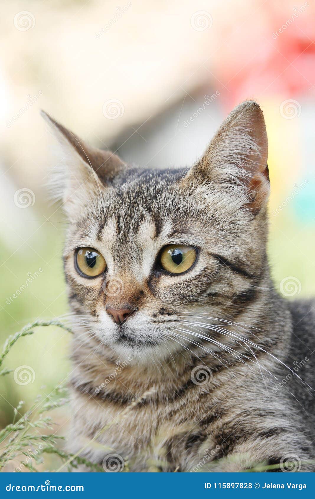 Grey cat outside stock photo. Image of outside, animal - 115897828