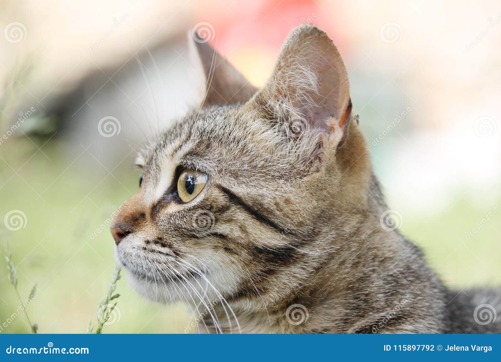 Grey cat outside stock photo. Image of animal, beauty - 115897792