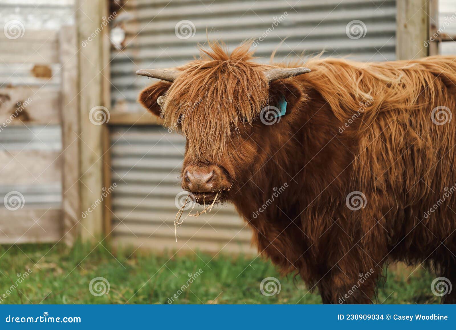 Beautiful Young Highland Cow Steer In Cattle Yards Stock Photo ...