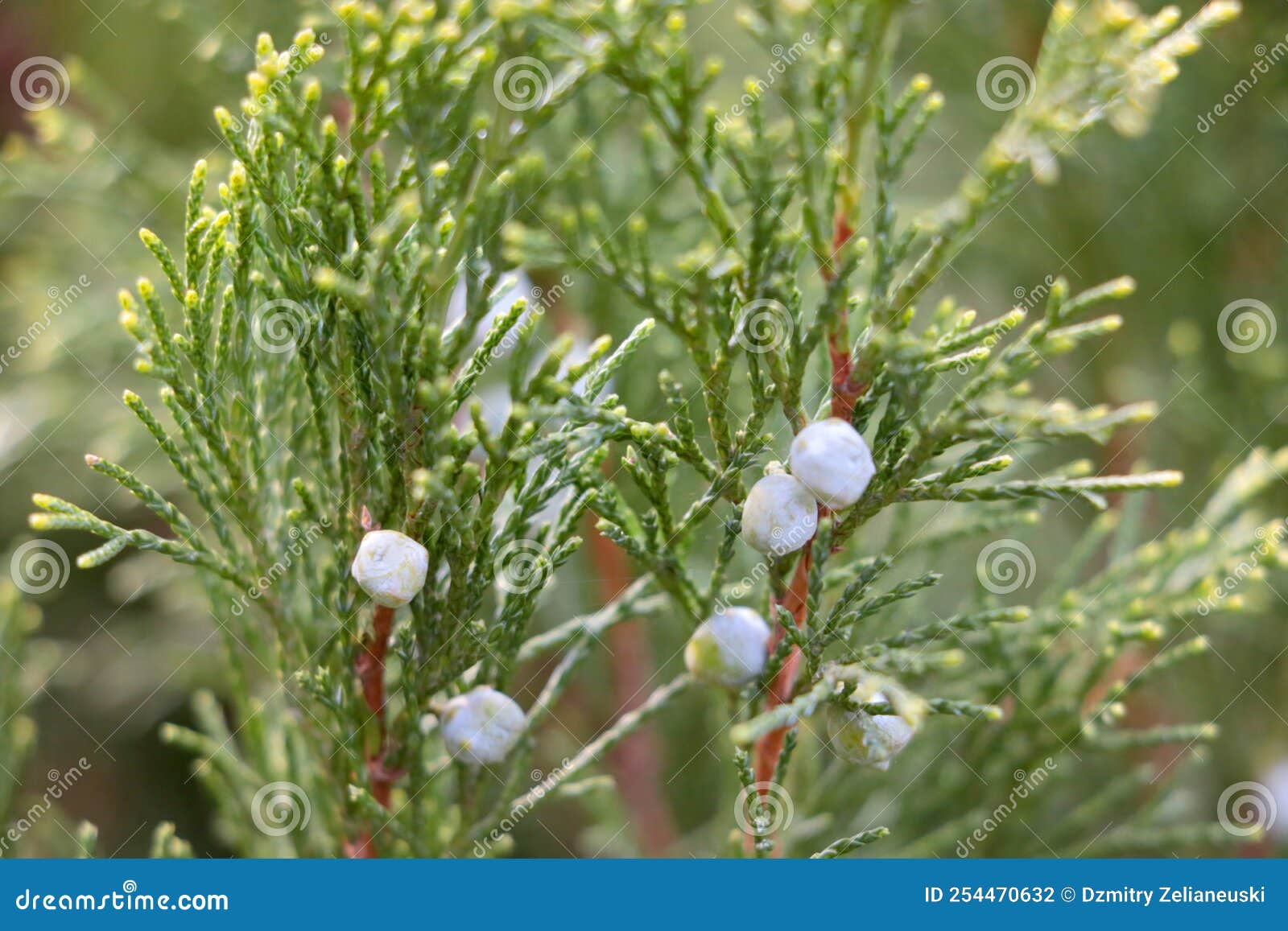 Beautiful Young Juniper in the Park or Garden. Decoration. Stock Photo ...