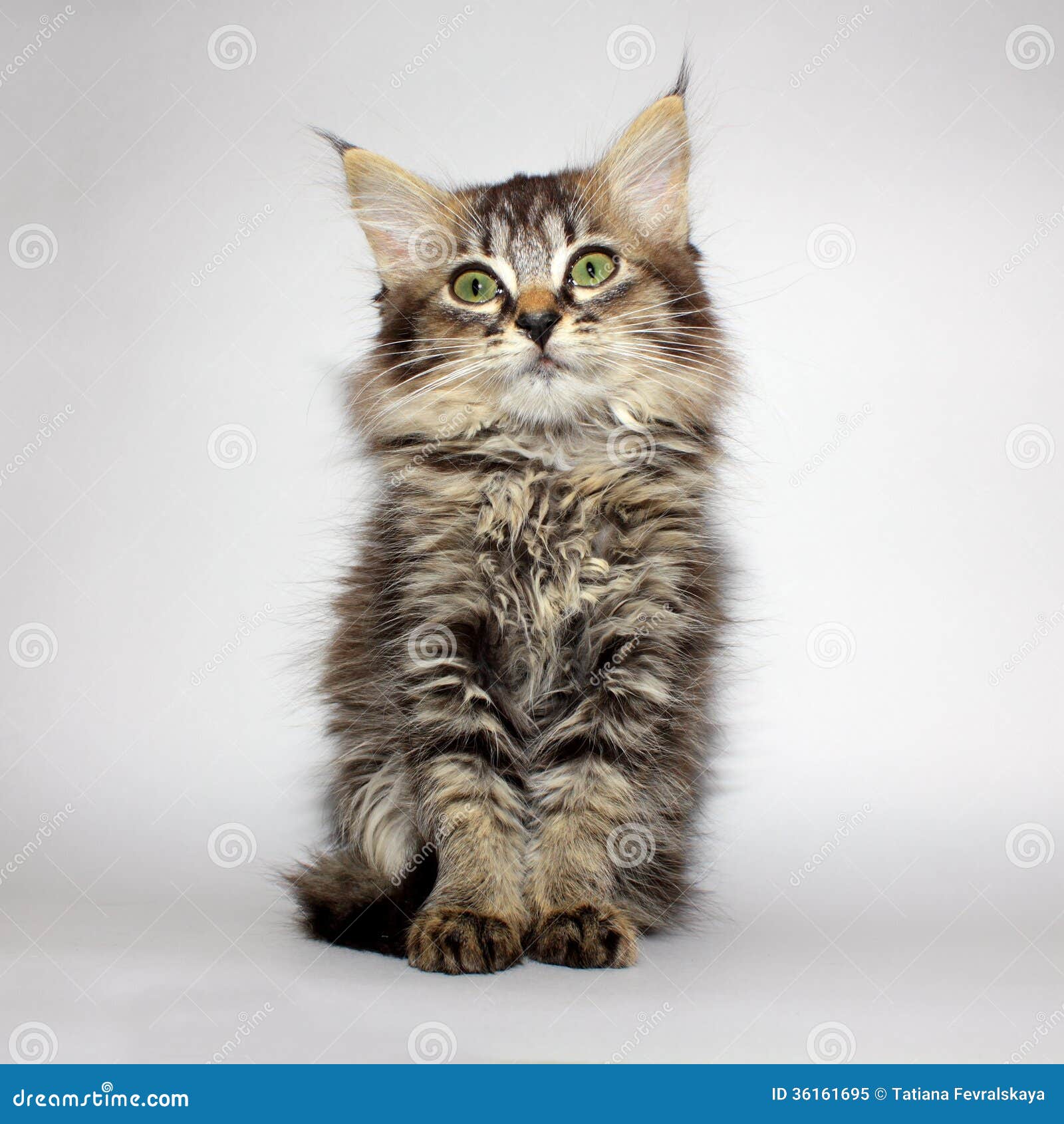 Beautiful young kitty stock image. Image of purebred - 36161695