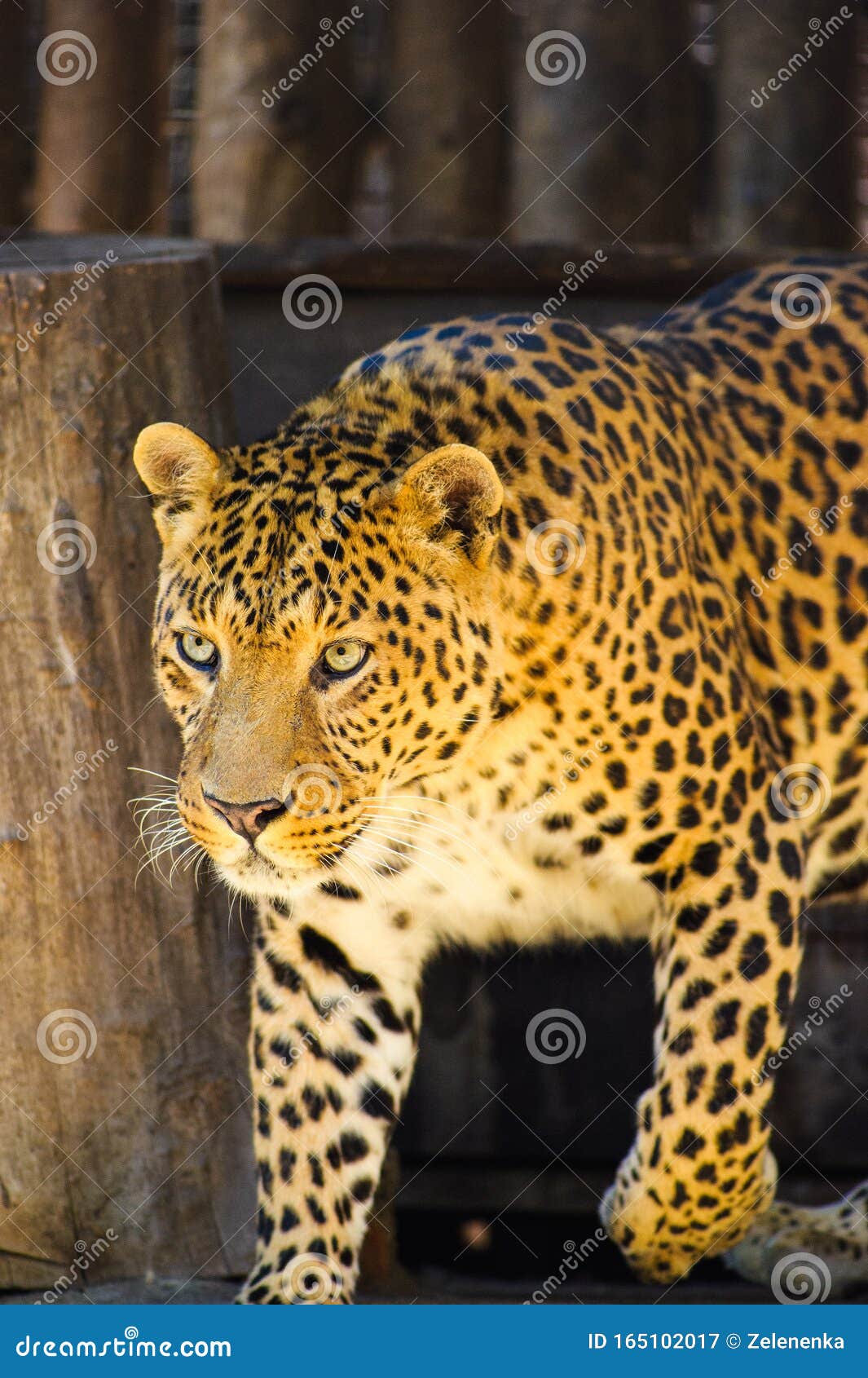 Beautiful young leopard stock image. Image of hunter - 165102017