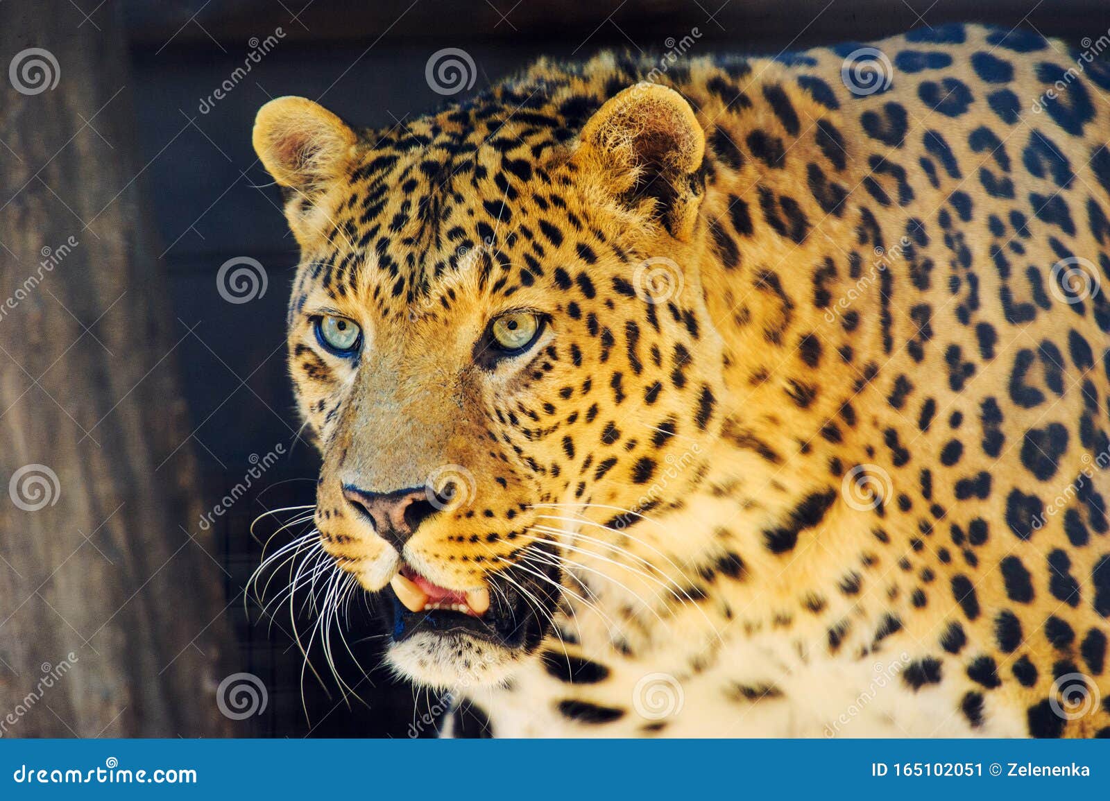 Beautiful young leopard stock image. Image of habitat - 165102051