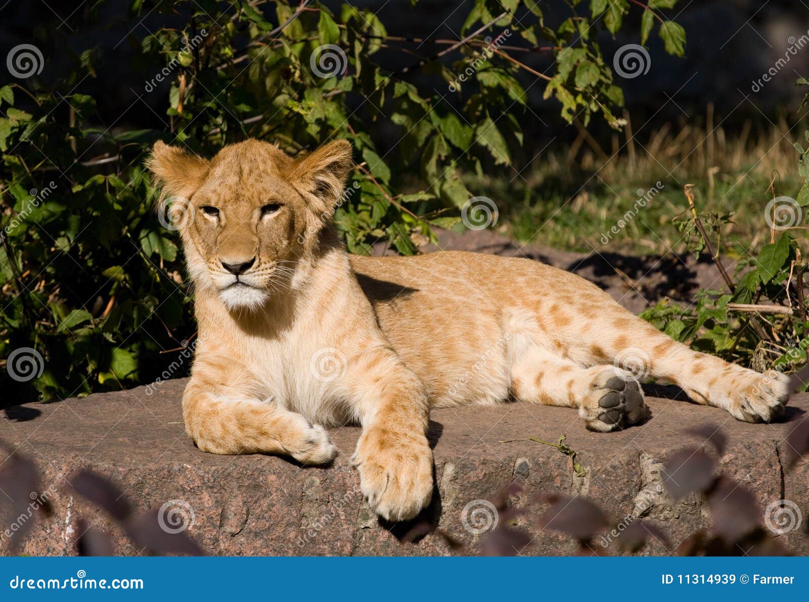 Beautiful young lion stock image. Image of wild, savanna - 11314939