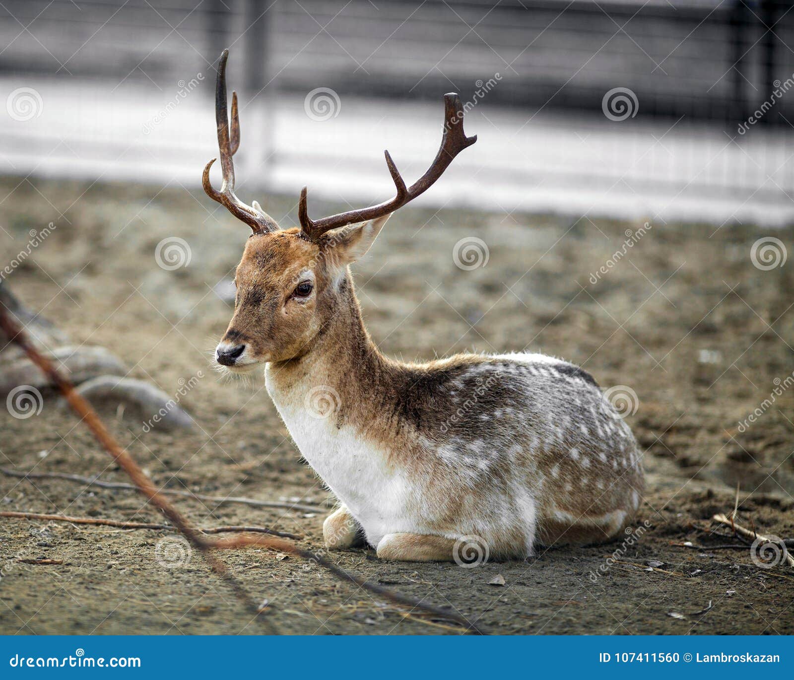 Beautiful Young Male Deer Resting on the Ground Stock Photo - Image of ...