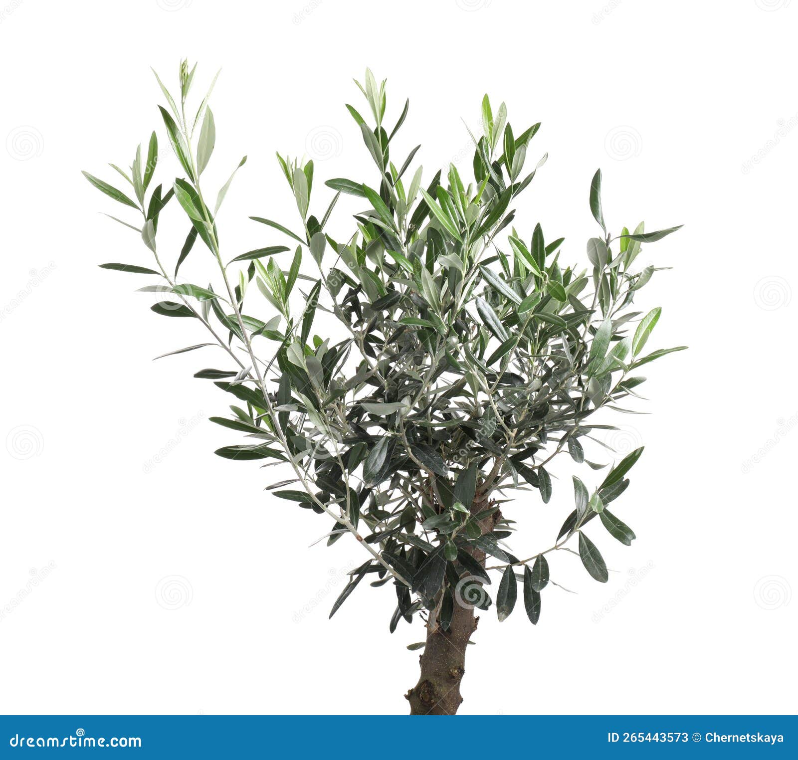Beautiful Young Olive Tree Isolated on White Stock Image - Image of ...