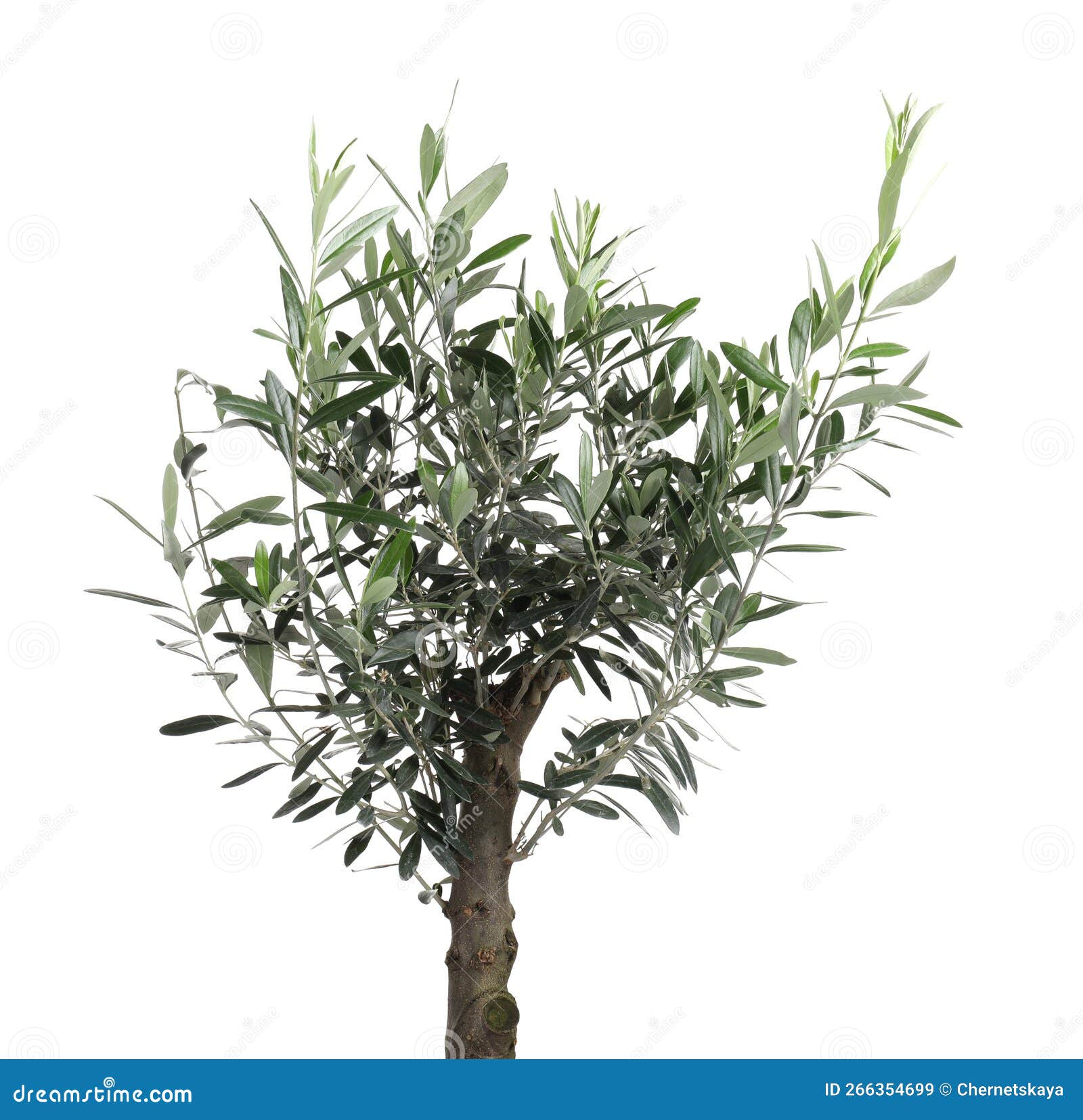 Beautiful Young Olive Tree Isolated on White Stock Image - Image of ...