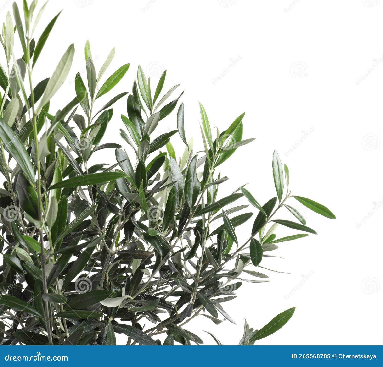 Beautiful Young Olive Tree Isolated on White, Closeup Stock Image ...