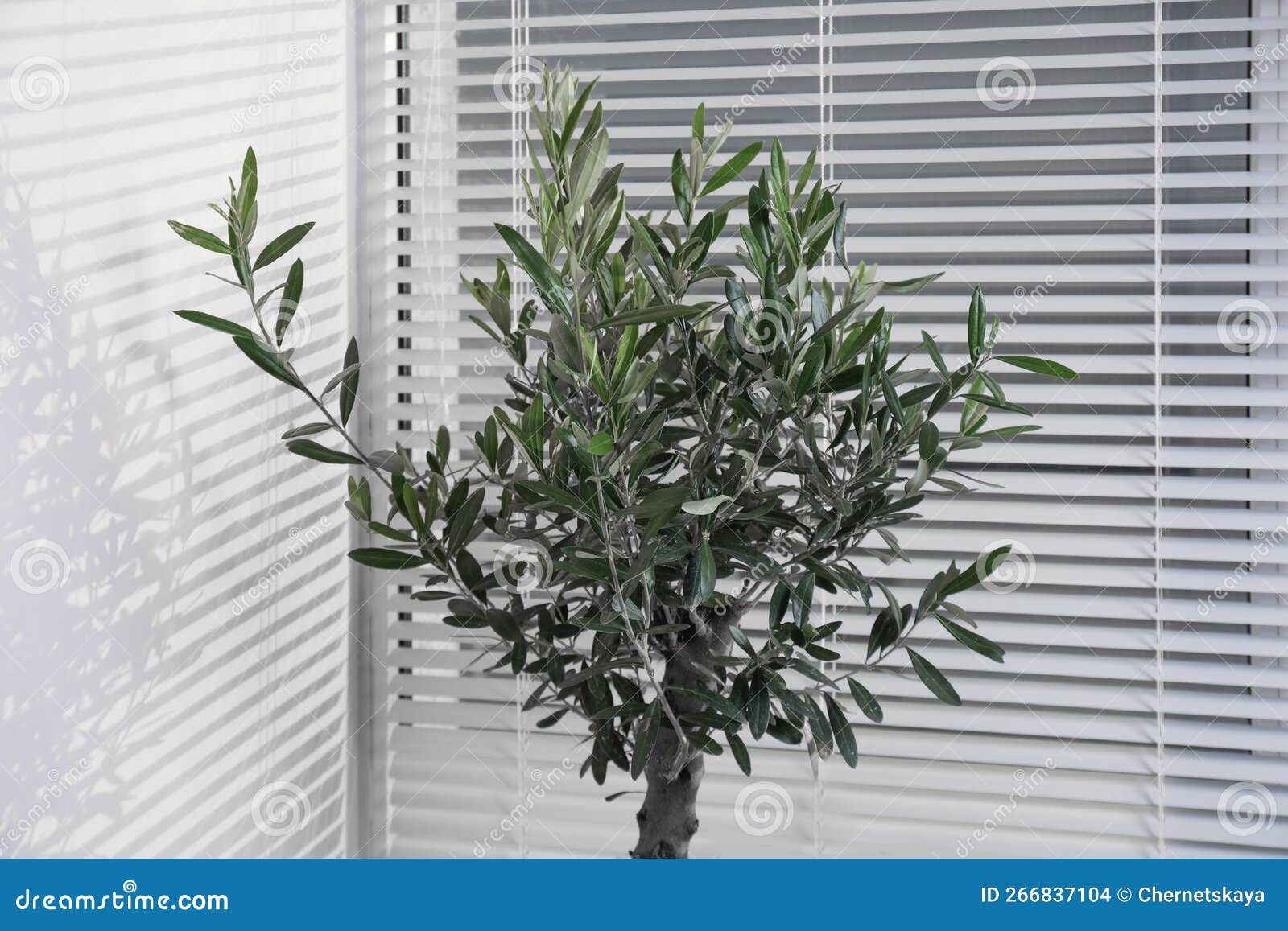 Beautiful Young Olive Tree Near Window Indoors. Interior Element Stock ...