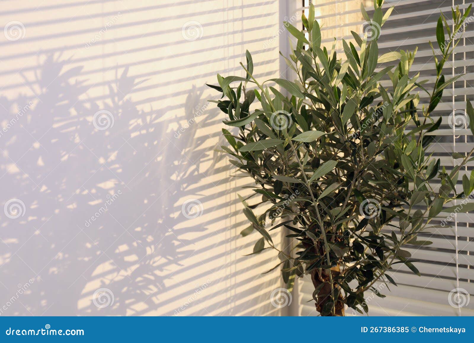 Beautiful Young Olive Tree Near Window Indoors. Interior Element Stock ...