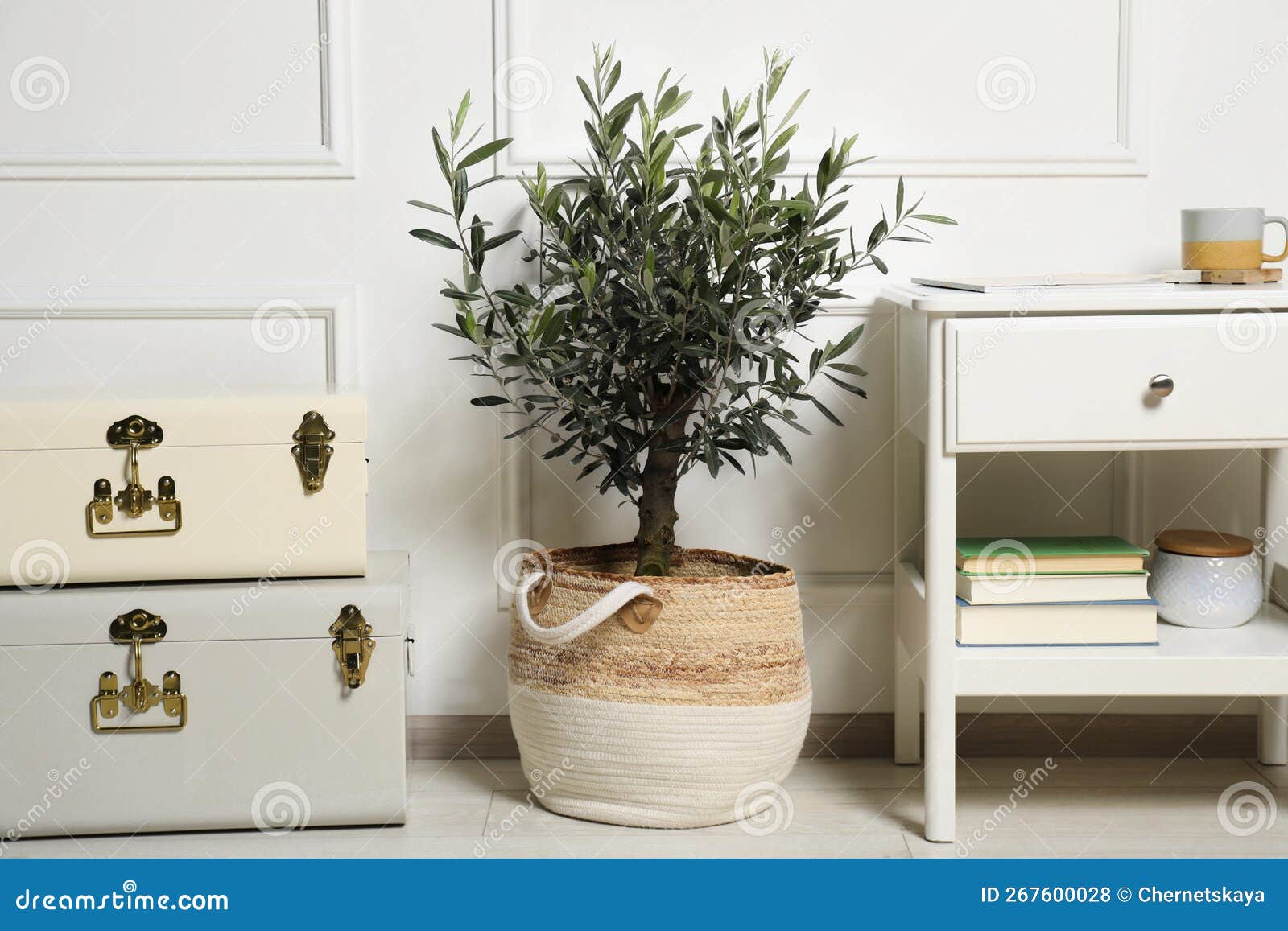 Beautiful Young Potted Olive Tree in Living Room. Interior Element ...