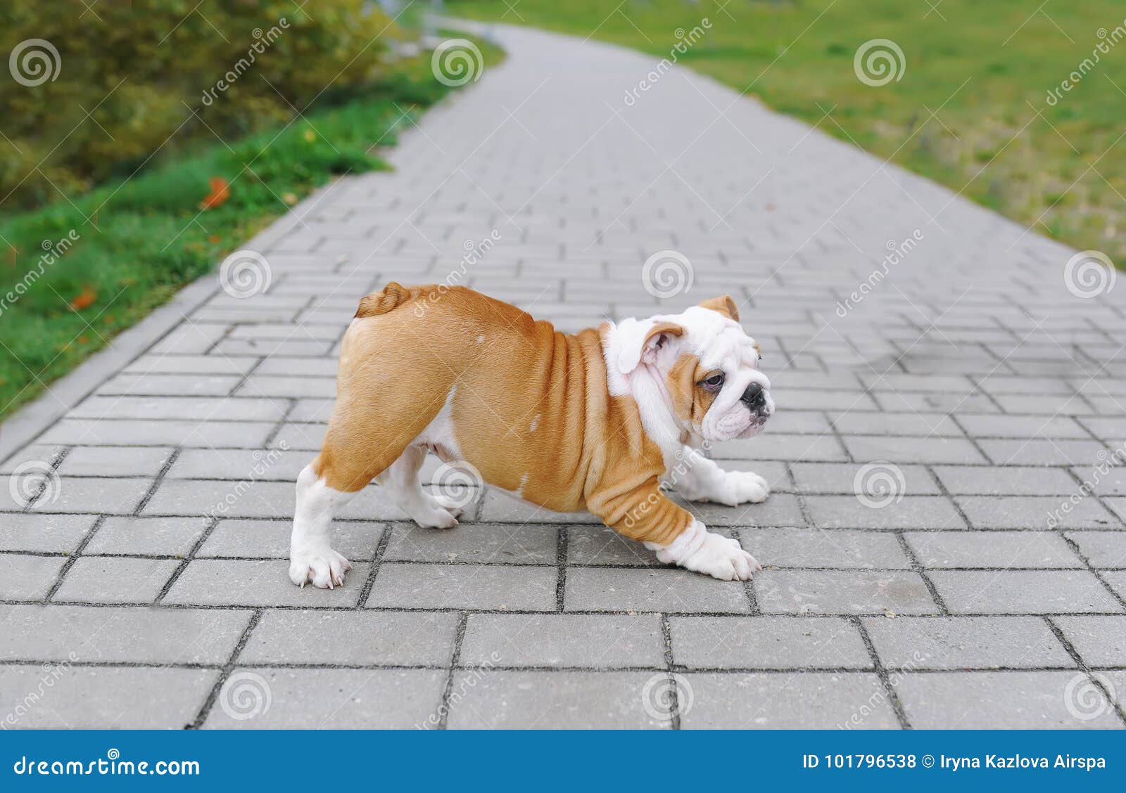Beautiful Young Puppy of Bulldog. Stock Photo - Image of outdoor ...