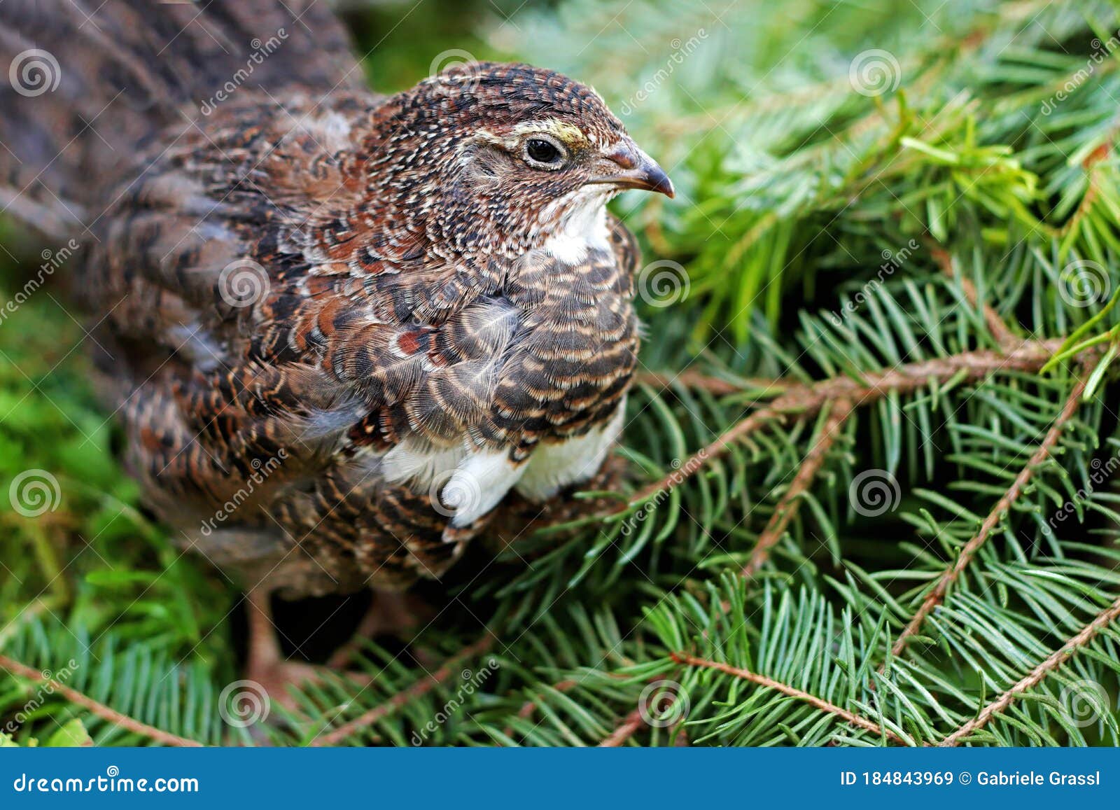 Portrait of a Beautiful Young Quail Stock Image - Image of copy ...