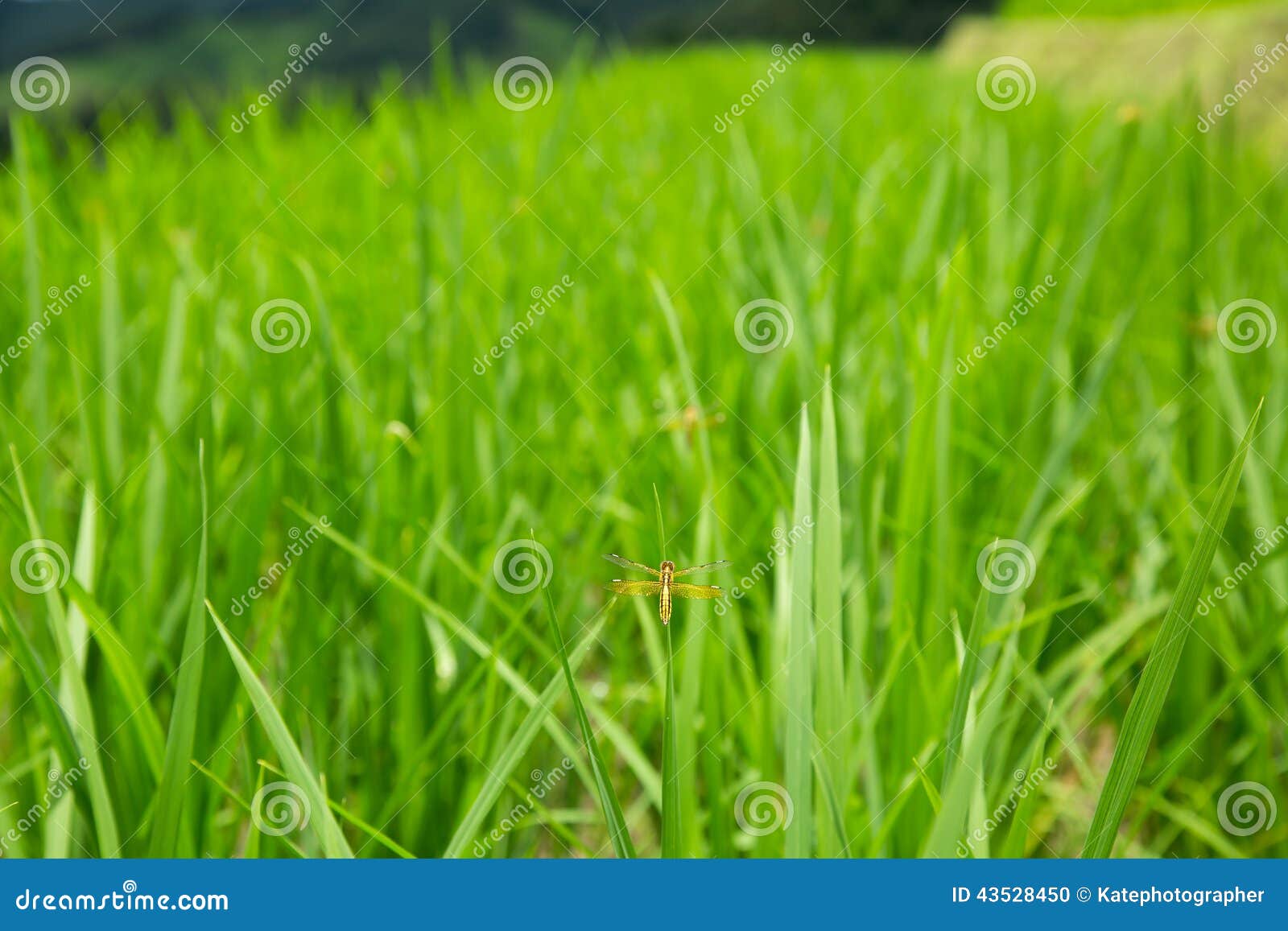 Beautiful Young Rice Field and Dragonfly. Stock Photo - Image of ...