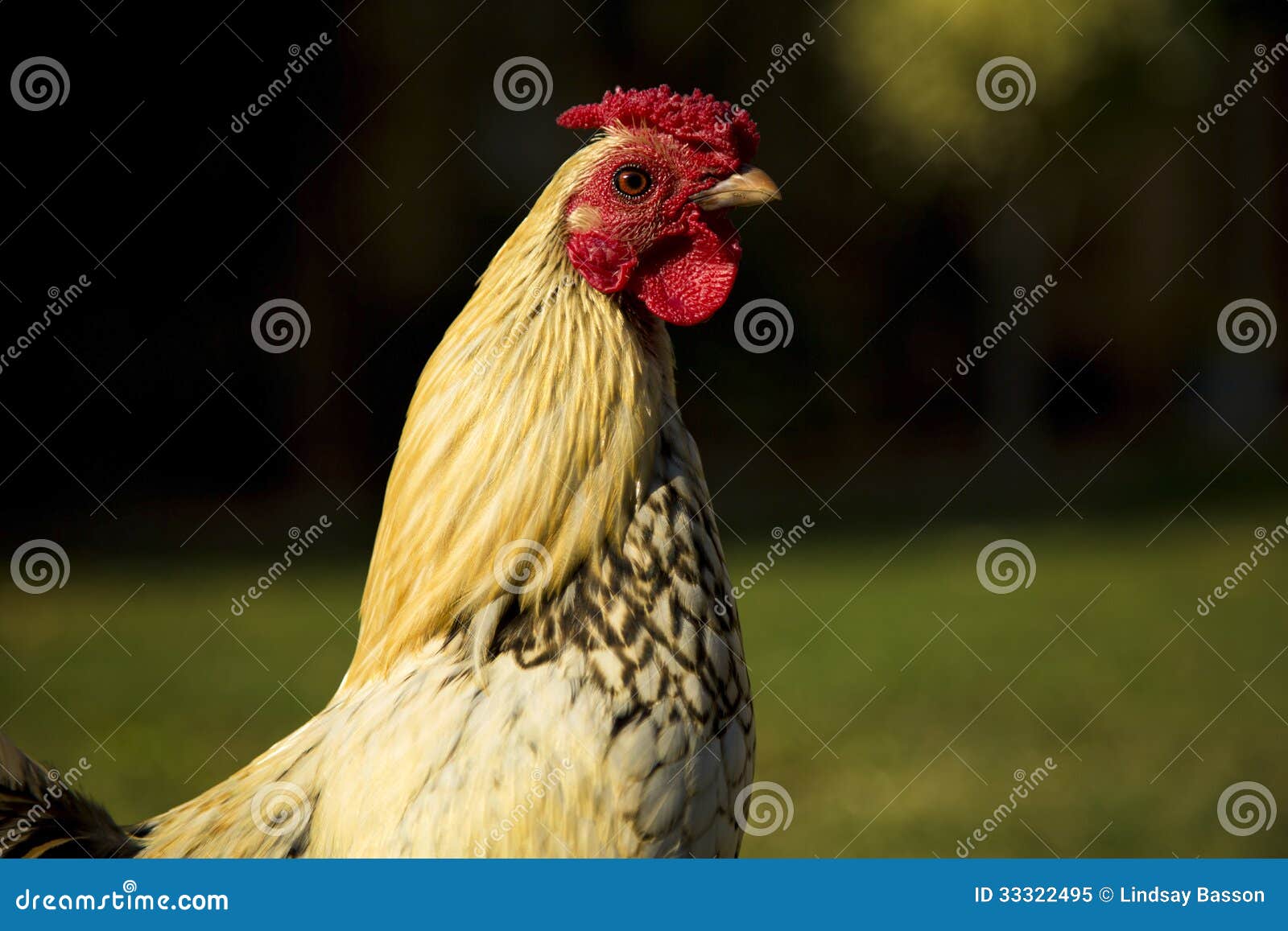 A beautiful young rooster stock image. Image of animal - 33322495