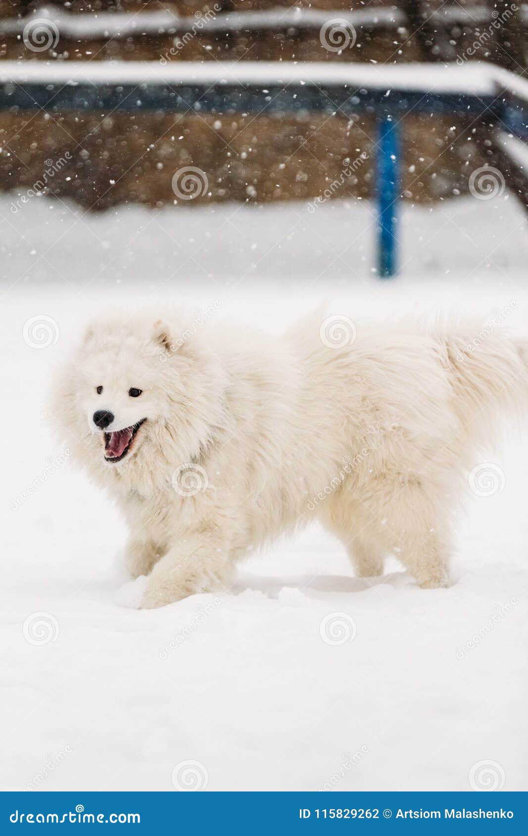 Young Samoyed Playing in the Yard in Winter Stock Photo - Image of ...