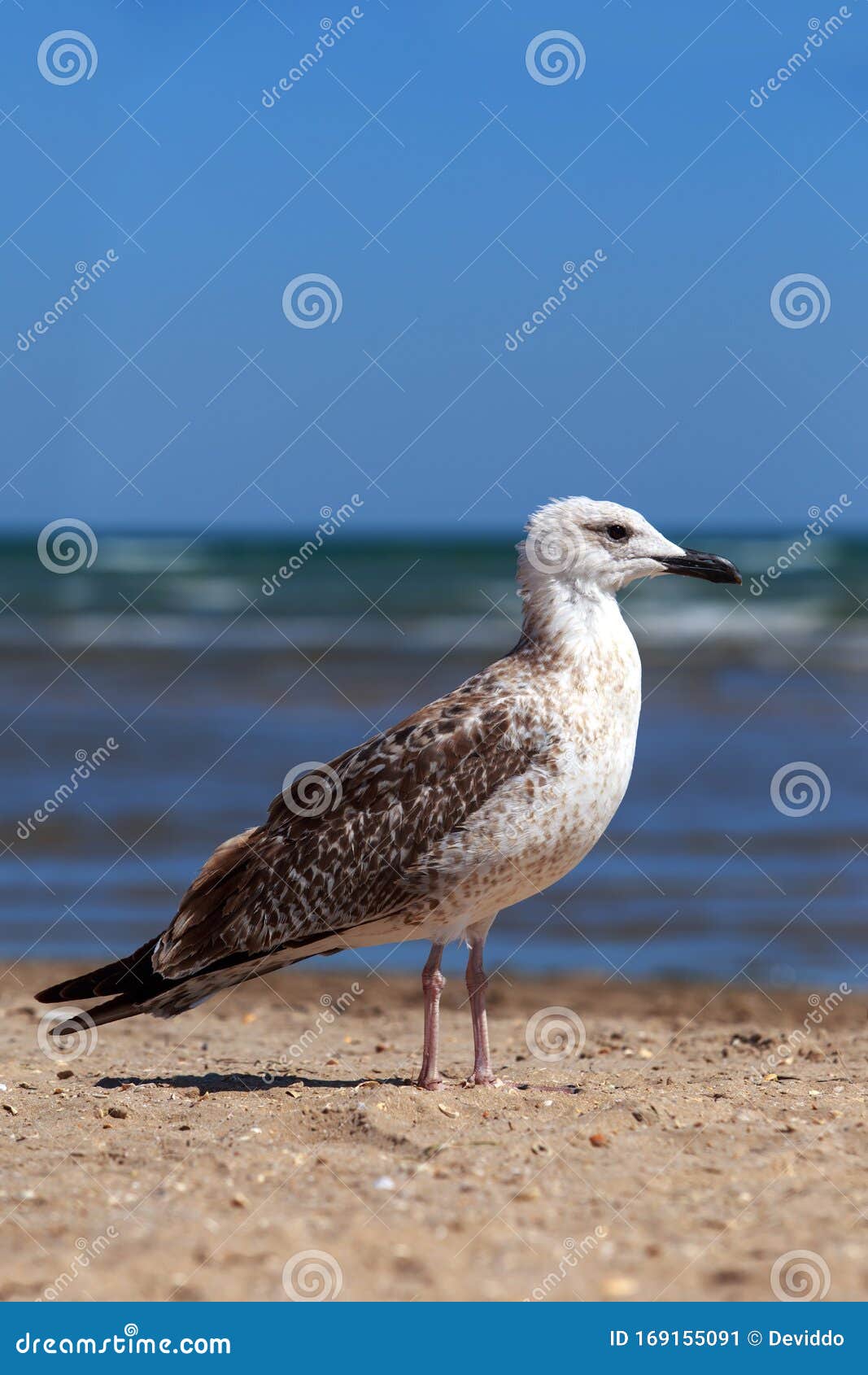 Beautiful young seagull stock image. Image of birds - 169155091