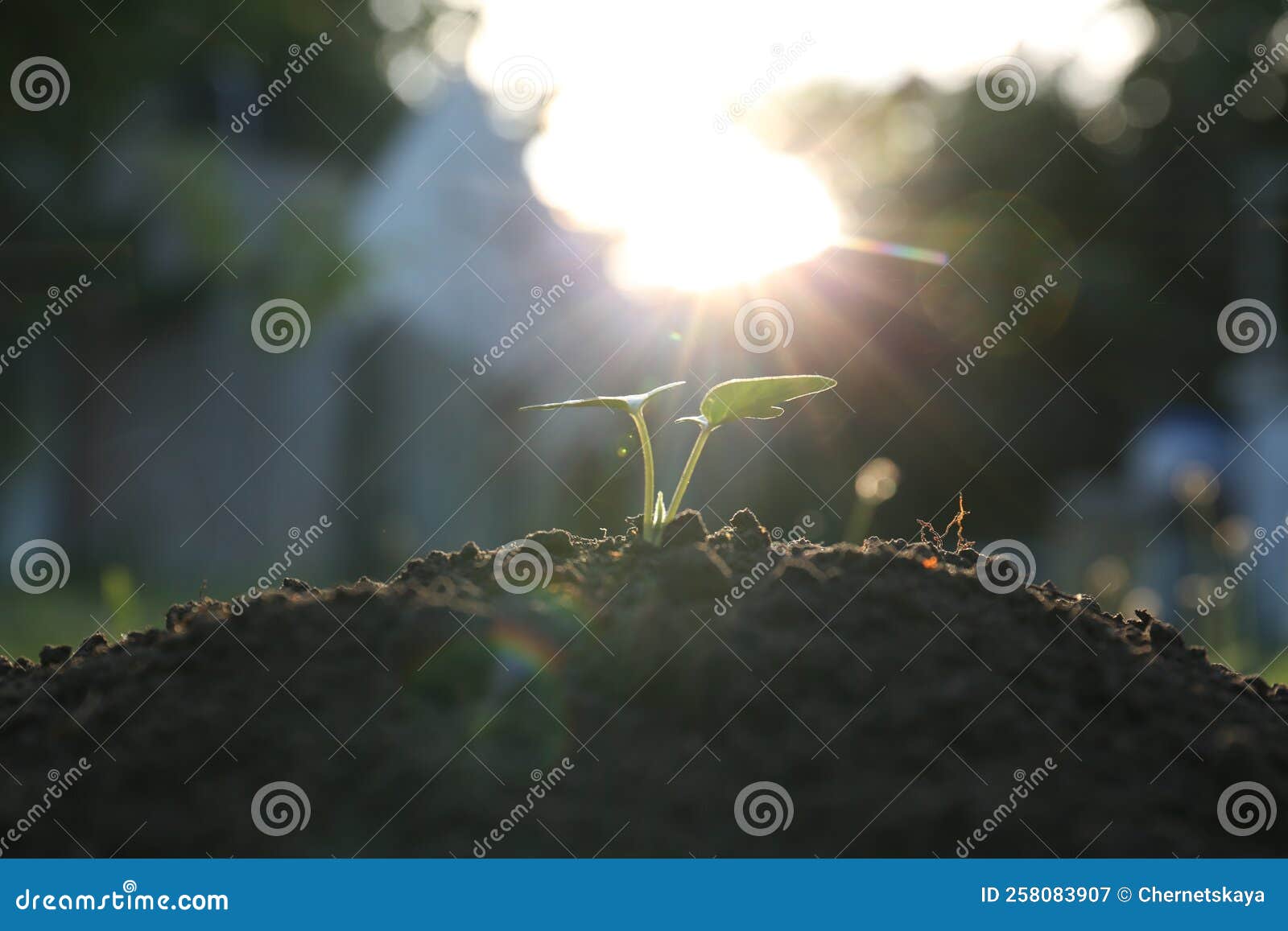 Beautiful Young Seedling Growing in Ground Outdoors Stock Image - Image ...