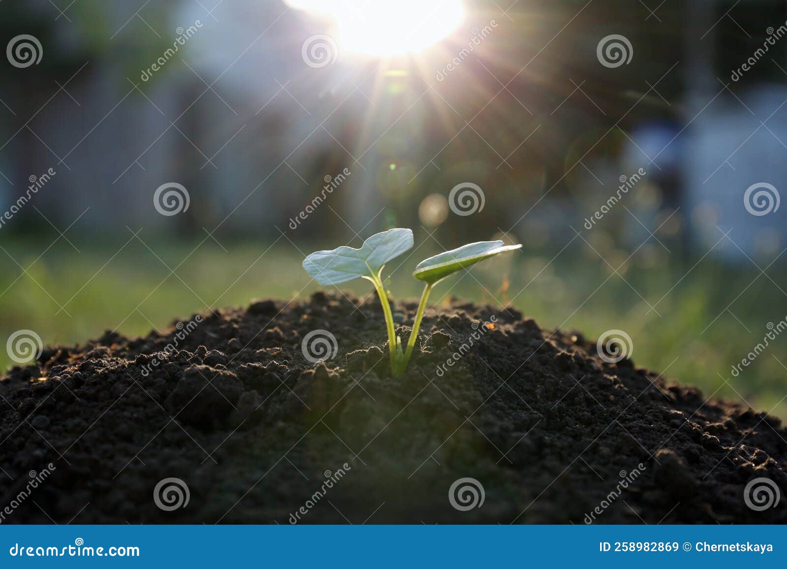 Beautiful Young Seedling Growing in Ground Outdoors Stock Image - Image ...