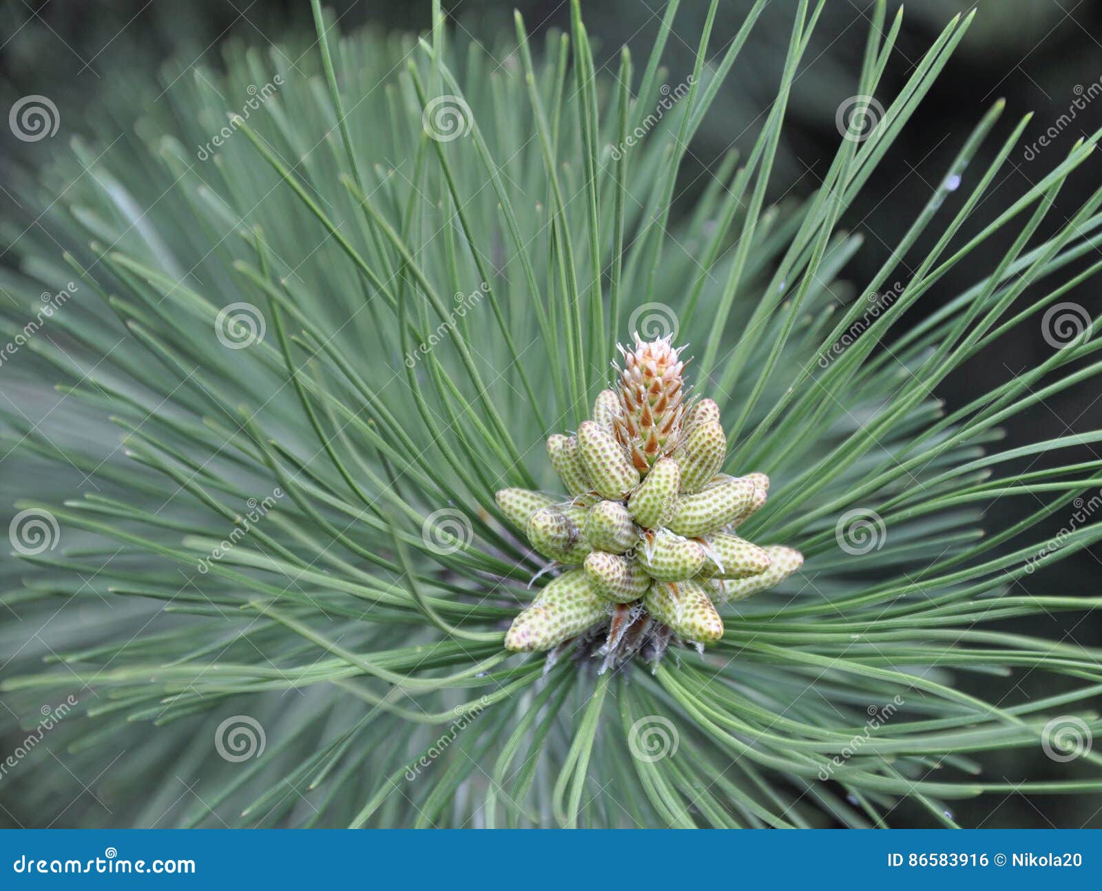 Beautiful Young Shoots of Pine Tree Close Stock Photo - Image of spruce ...