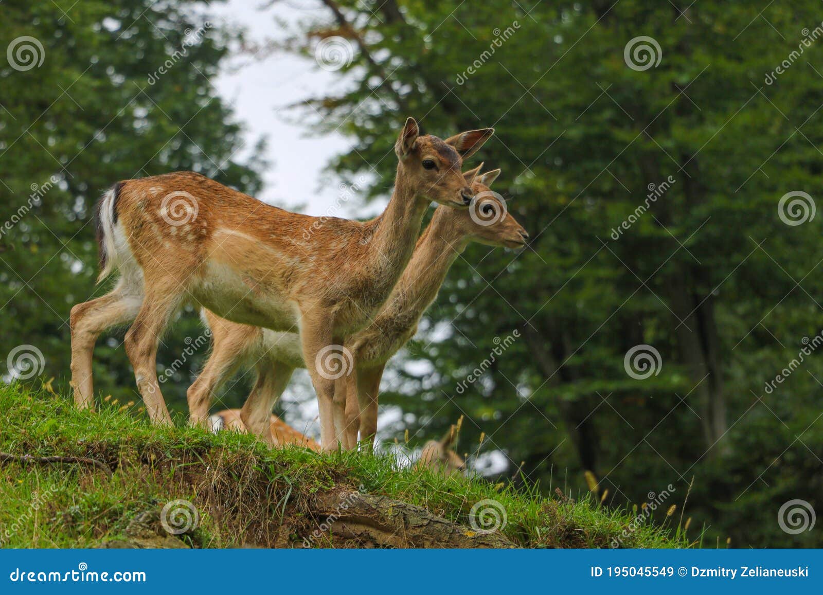 Beautiful Young Sika Deer Came Out of the Forest Stock Image - Image of ...