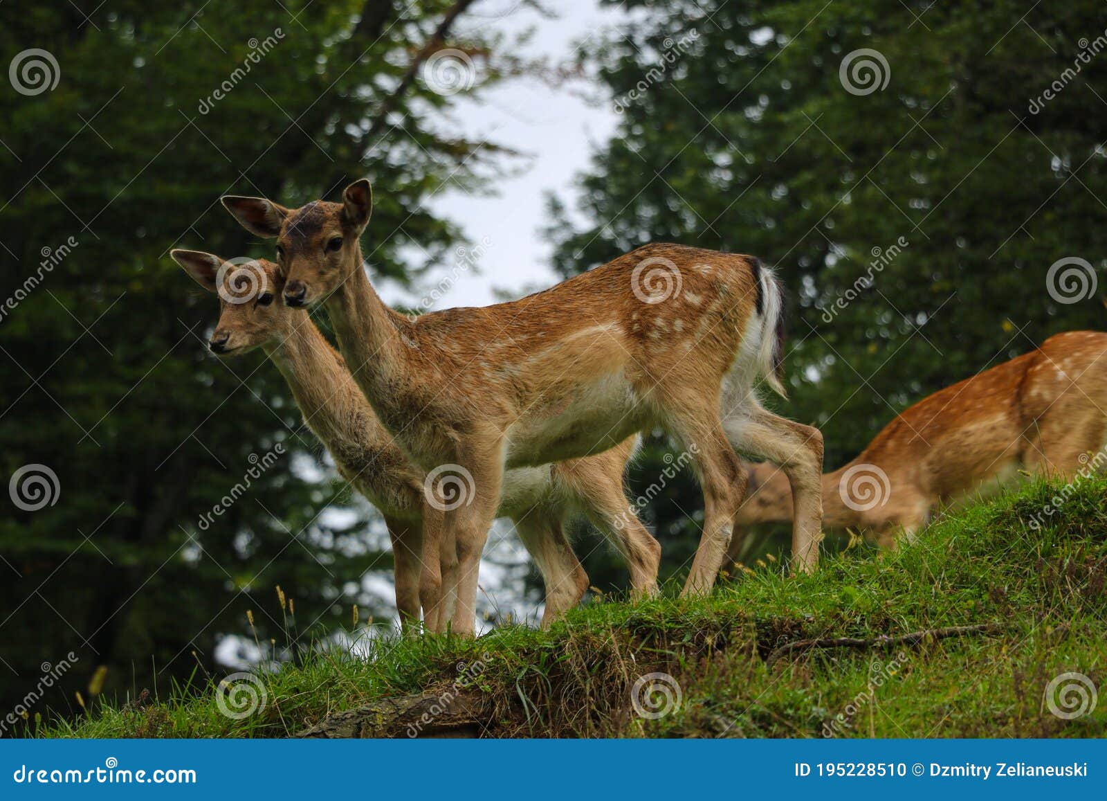 Beautiful Young Sika Deer Stand at the Edge of the Forest Stock Photo ...