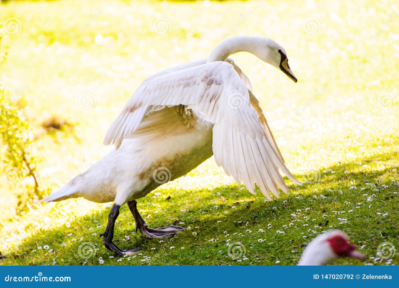 Beautiful Young Swan on Green Grass, Spring Time Stock Photo - Image of ...