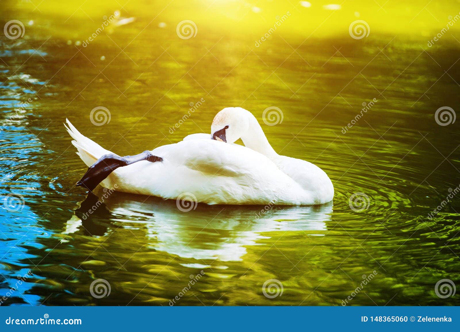 Beautiful Young Swans in Lake Stock Photo - Image of peaceful, baby ...