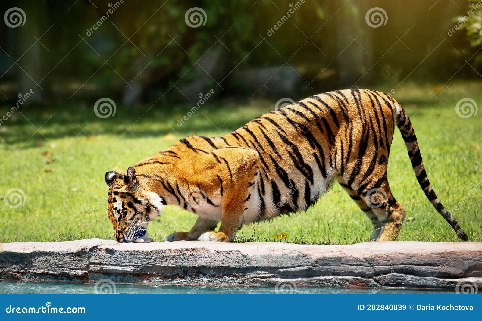 Beautiful Young Tiger Eating Meat Stock Image - Image of mouth ...