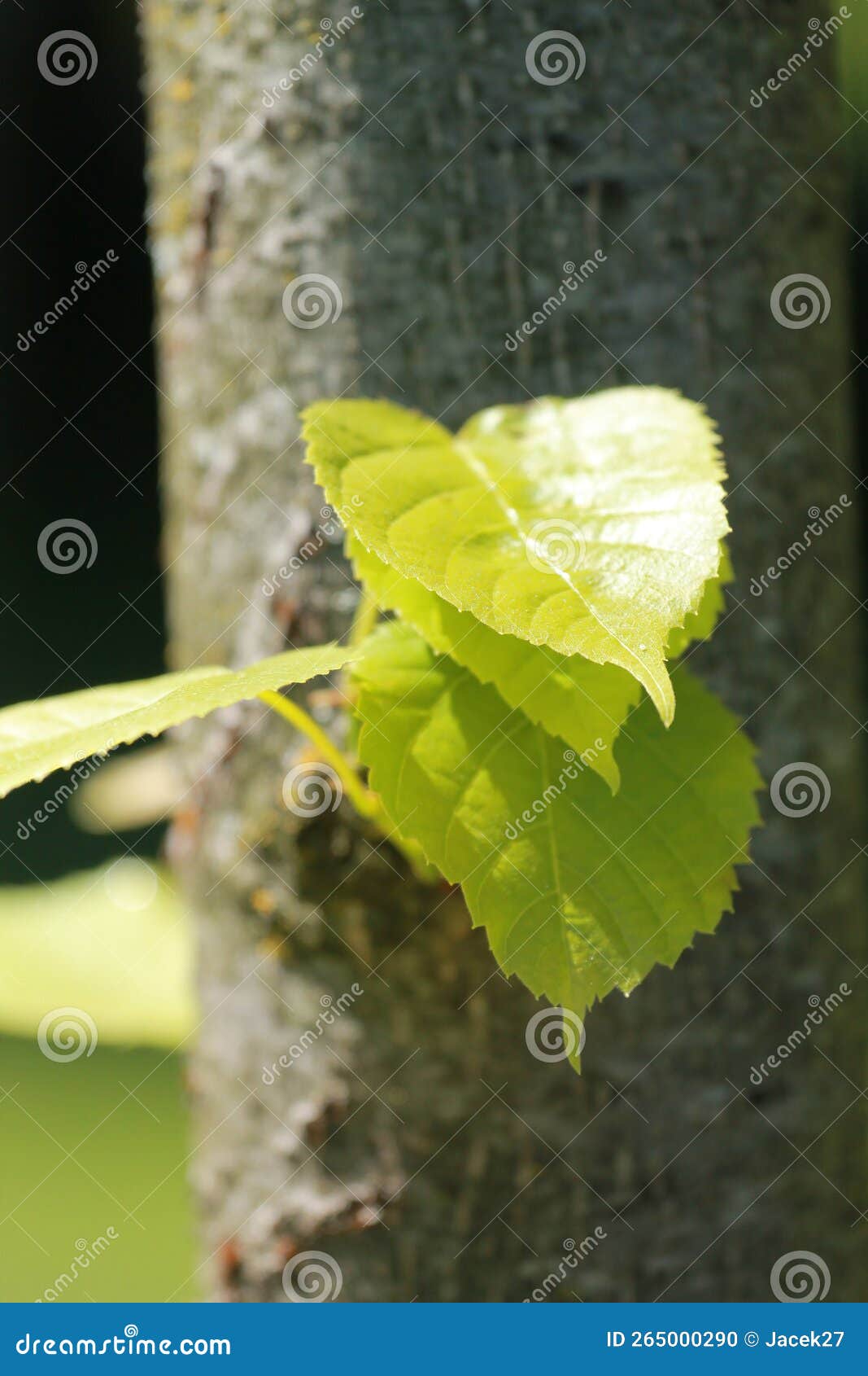 Beautiful young tree stock photo. Image of produce, autumn - 265000290