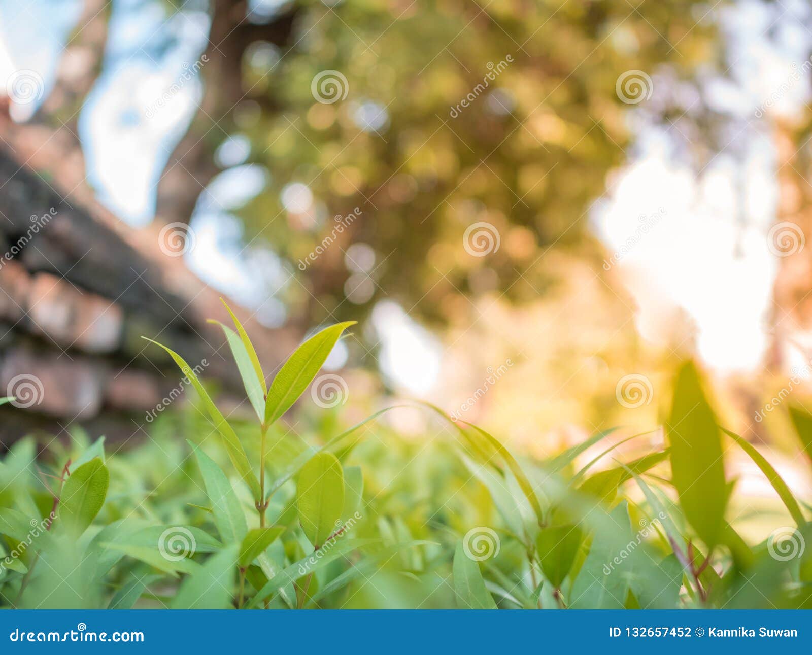 Beautiful Young Trees with Sunlight in the Garden Stock Photo - Image ...