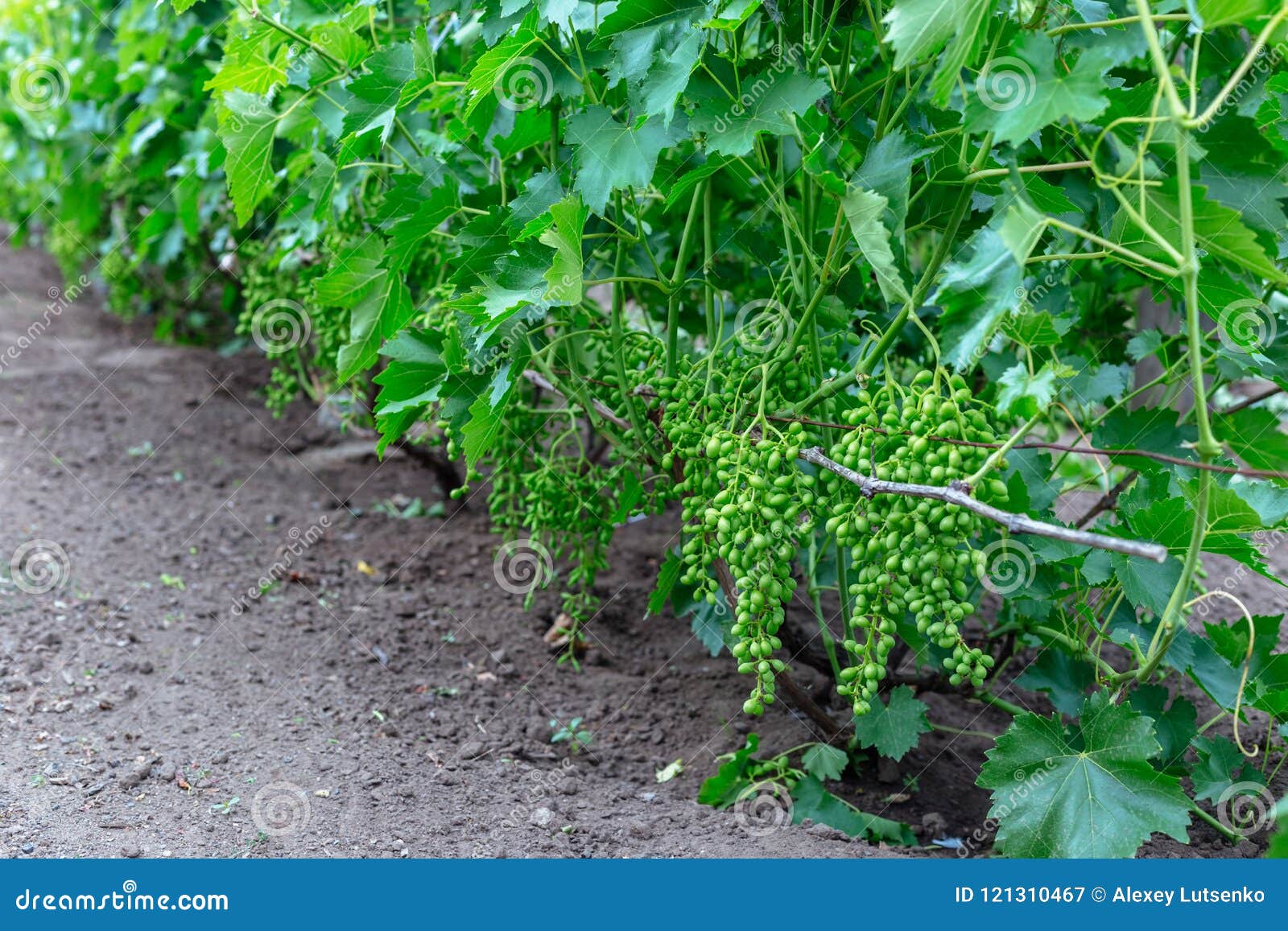 Beautiful Young Unripe Grapes at Summer Stock Image - Image of flavour ...