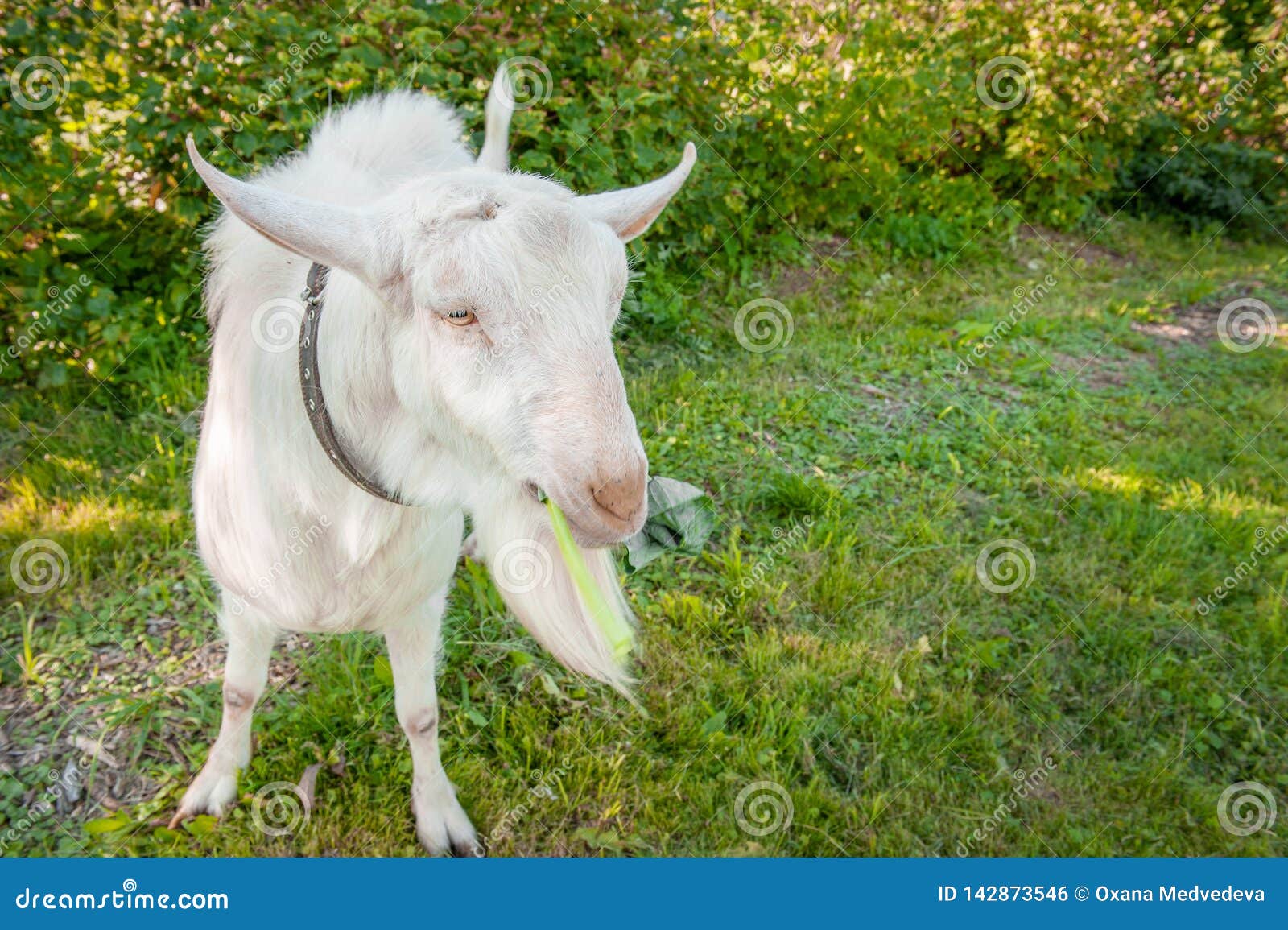 A Beautiful Young White Goat is Chewing a Leaf of Cabbage on a ...