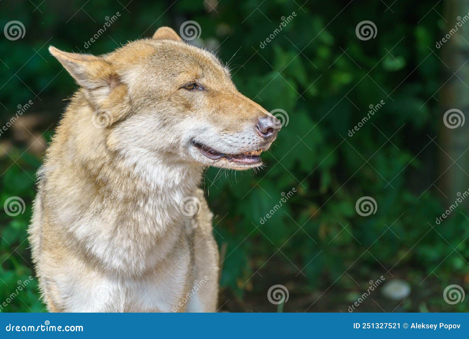 Beautiful Wolf. Predatory Wild Animal Stock Image - Image of portrait ...