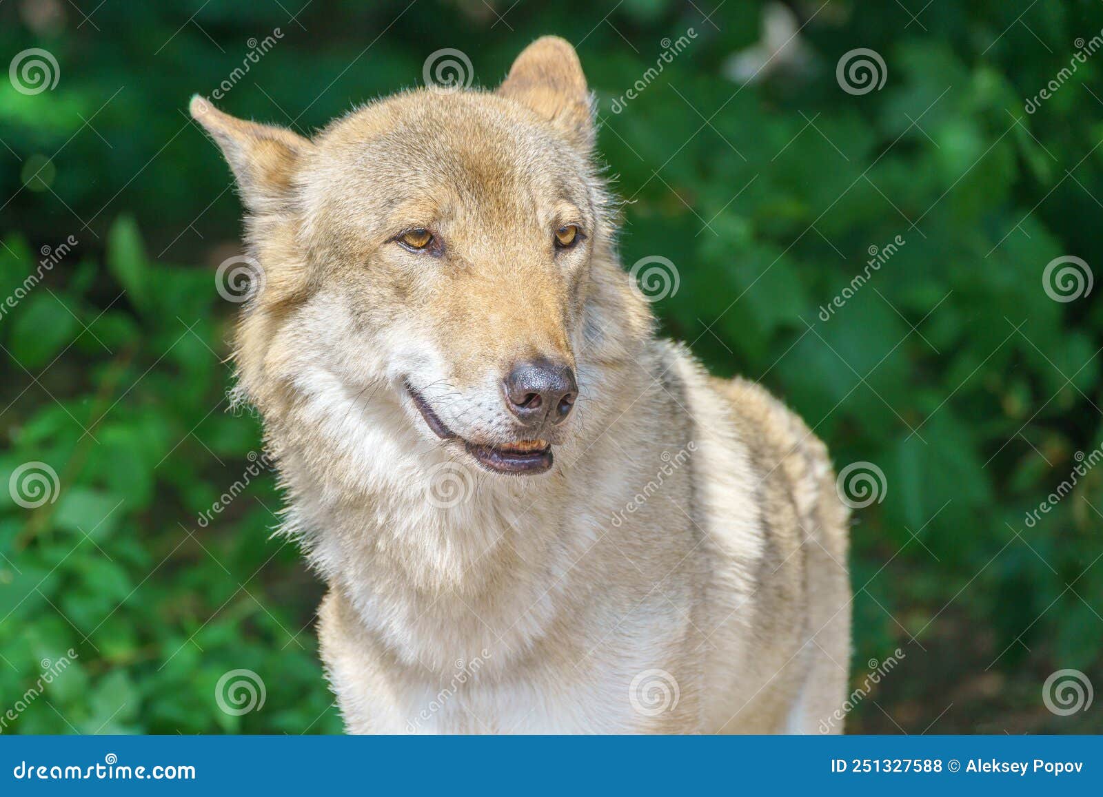 Beautiful Wolf. Predatory Wild Animal Stock Photo - Image of looking ...