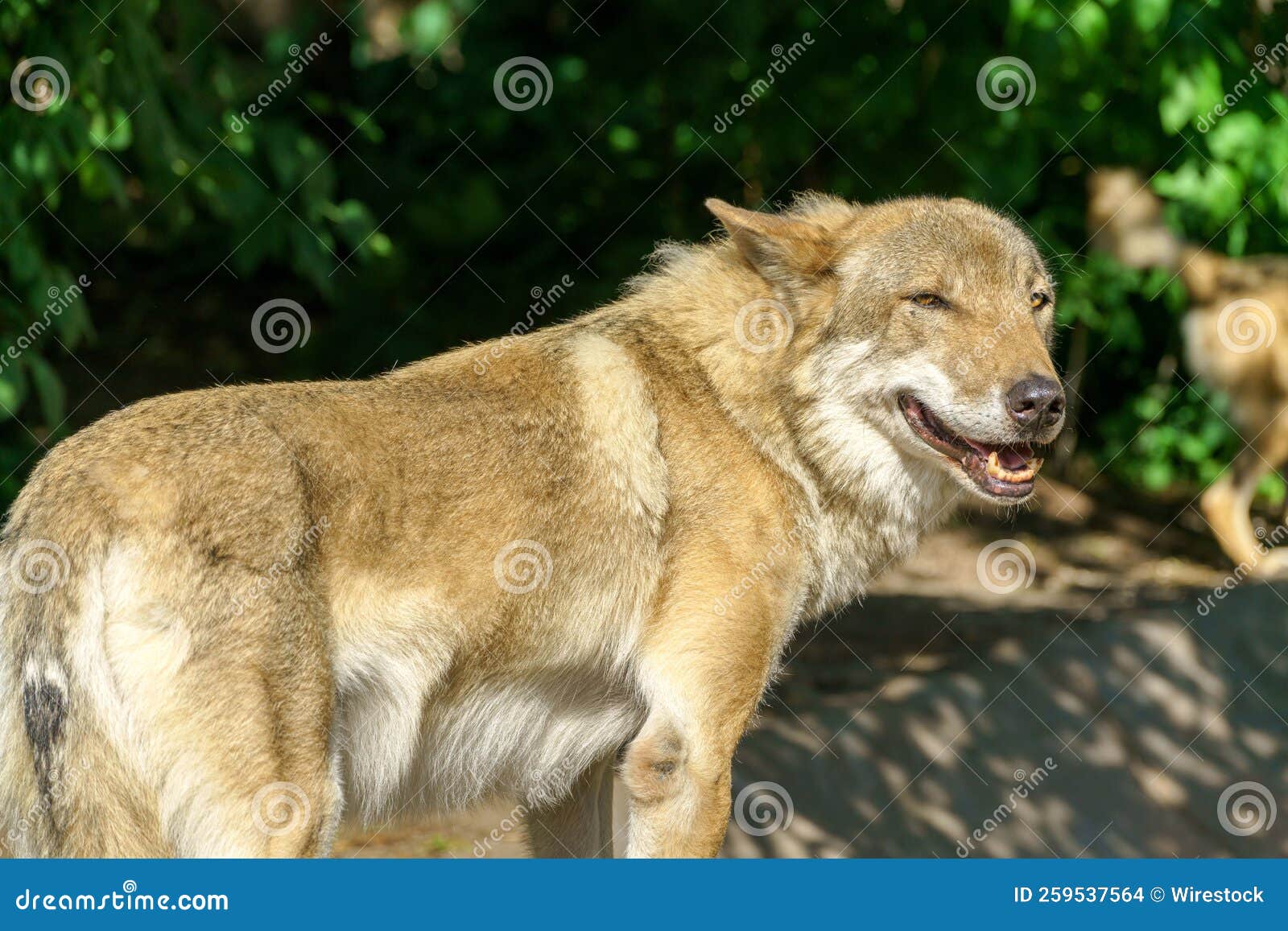Beautiful Young Wolf. Predatory Wild Animal Stock Photo - Image of ...
