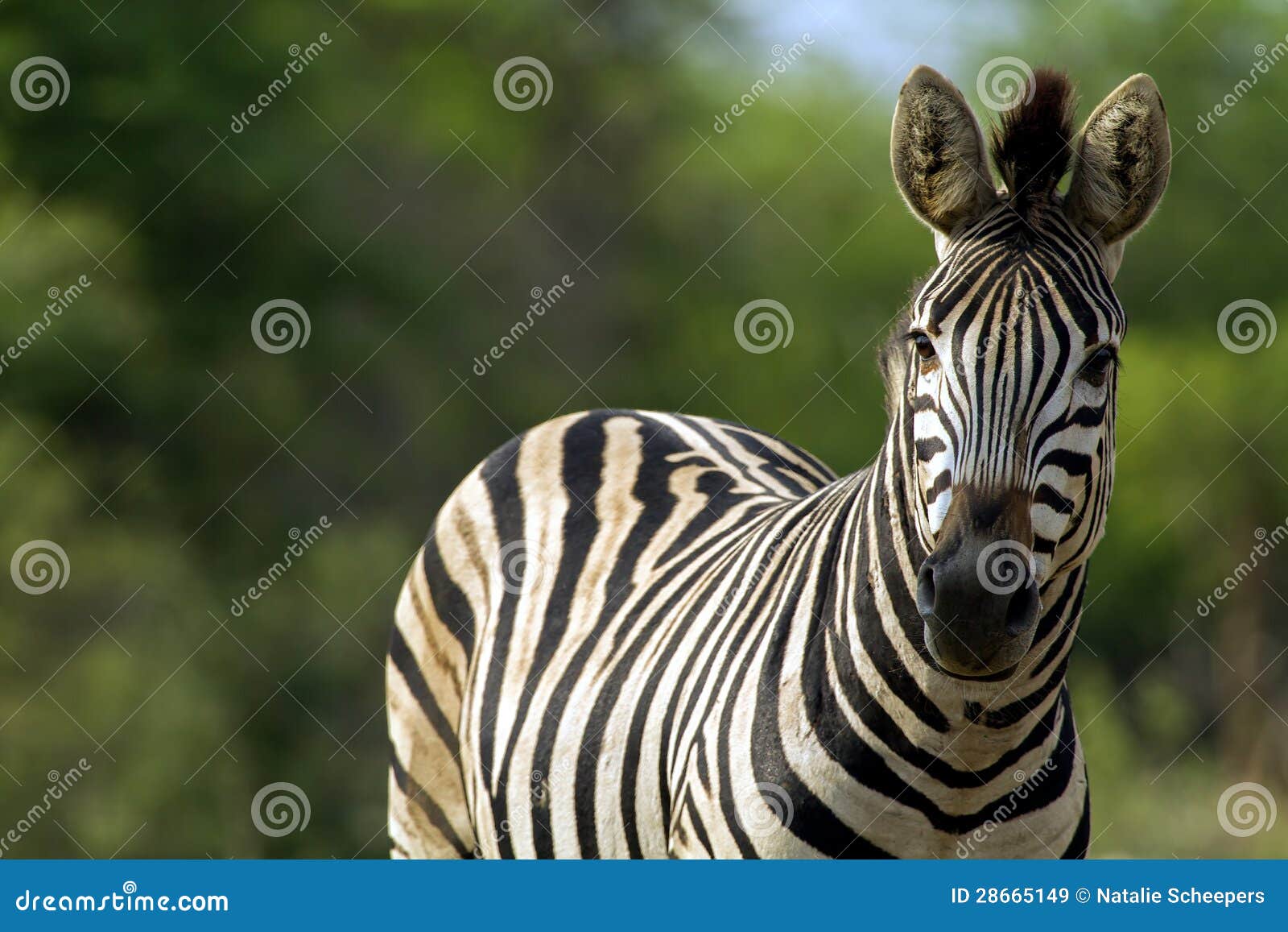 Beautiful Zebra stock image. Image of animal, south, pets - 28665149