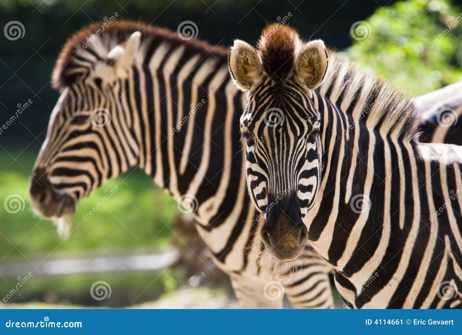 Beautiful zebra stock image. Image of beast, savannah - 4114661