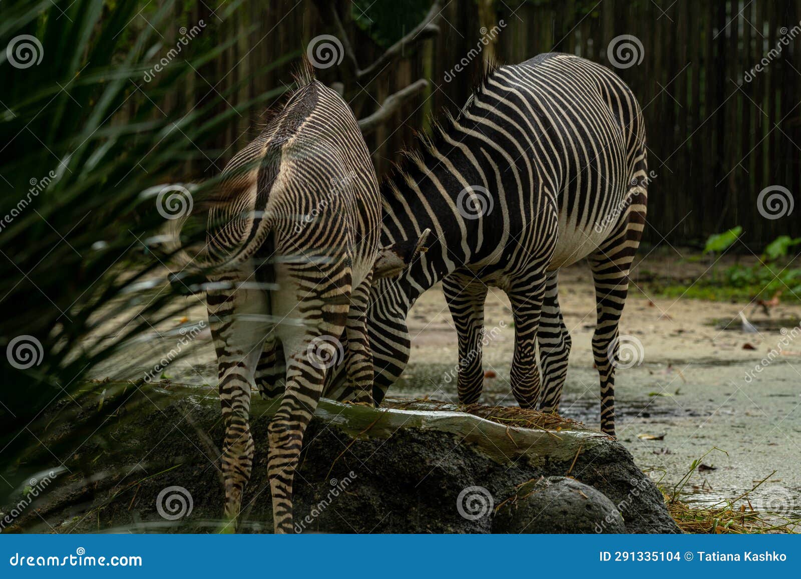 Beautiful Zebra Animals are Eating Grass Stock Photo - Image of ...