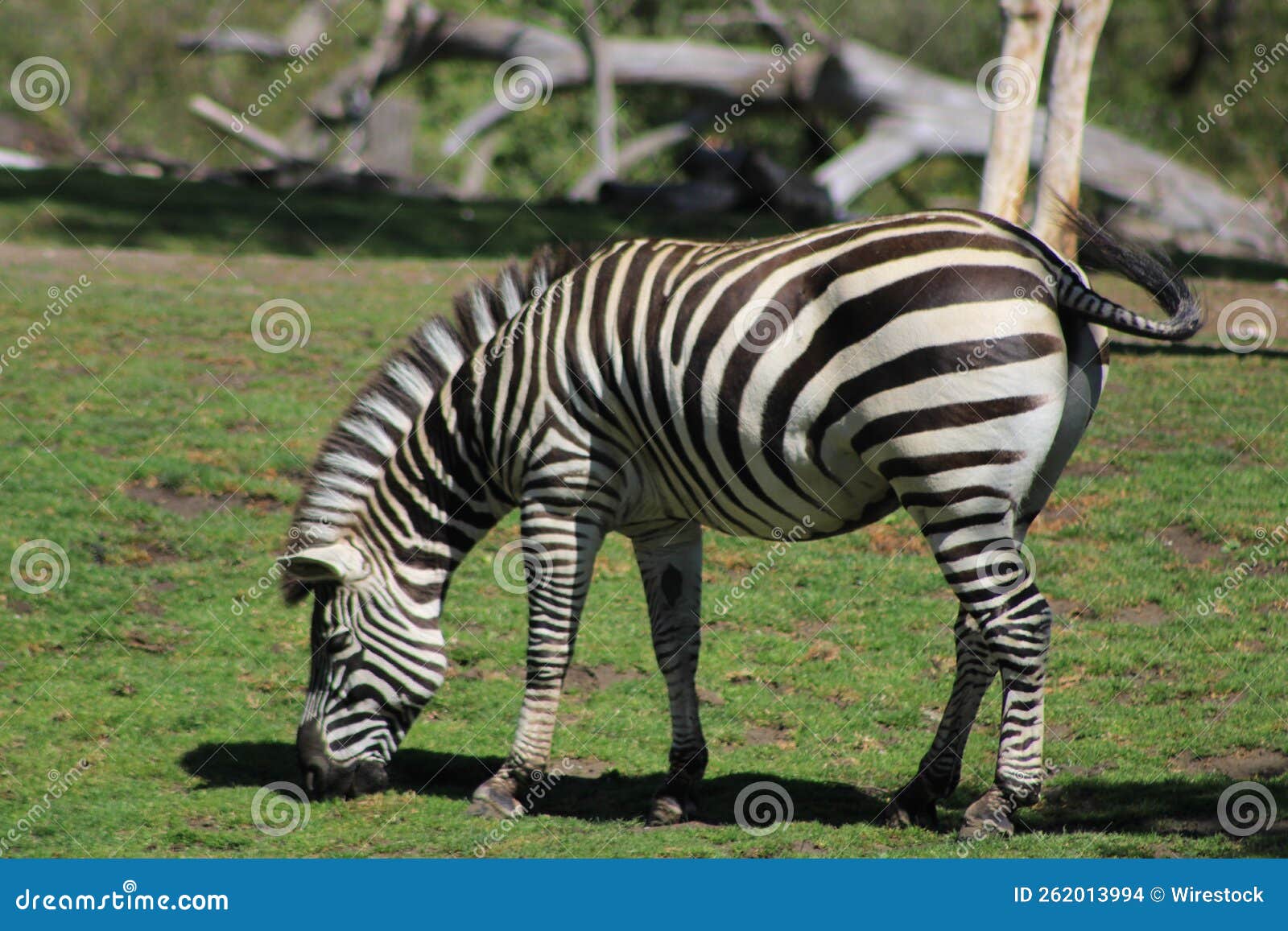 Beautiful Zebra Eating Grass in the Zoo Stock Photo - Image of eating ...