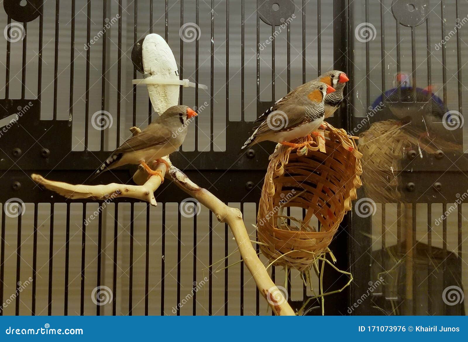 Beautiful Zebra Finch Birds in the Cage Stock Photo - Image of finch ...