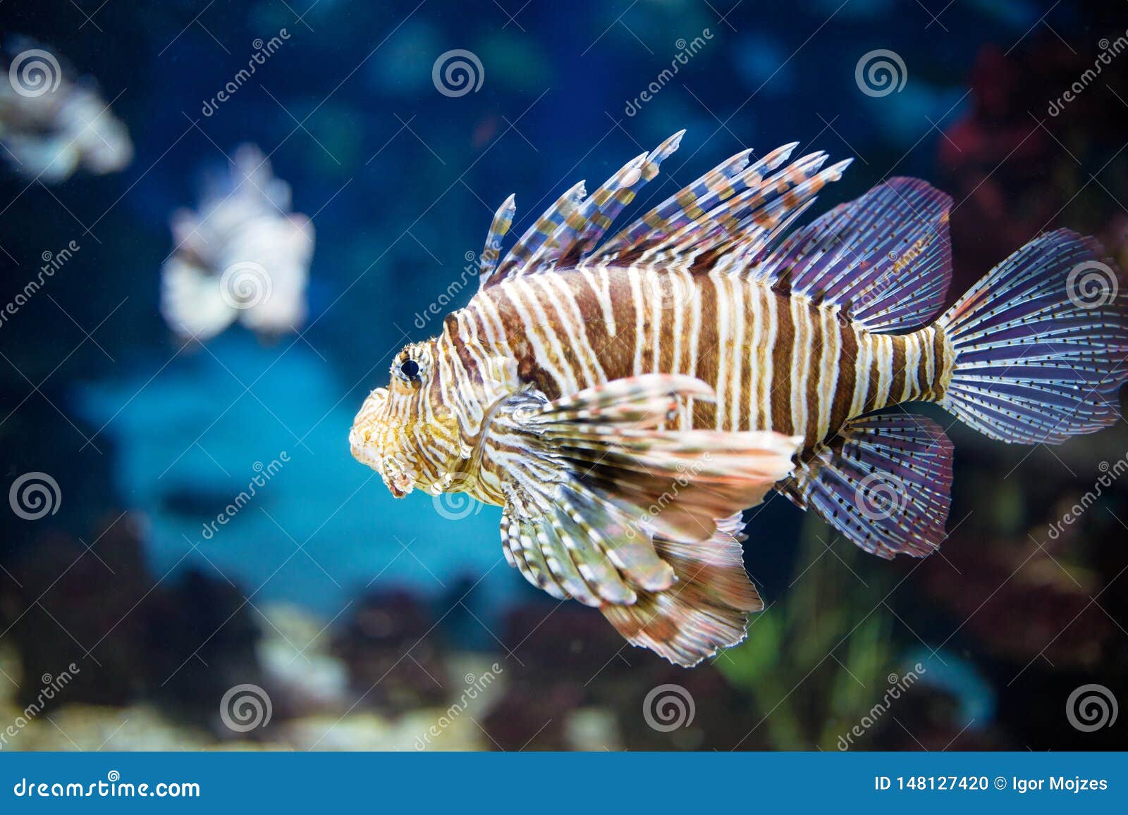 Zebra Fish Royalty-Free Stock Photography | CartoonDealer.com #38364869