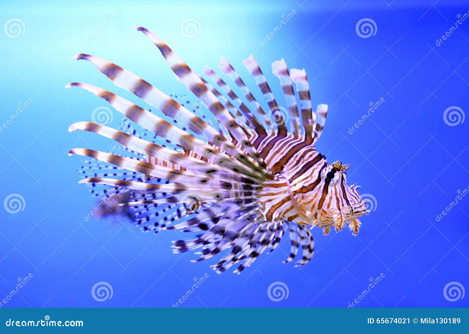 Beautiful Zebra Fish or Striped Lionfish in the Aquarium Stock Image ...