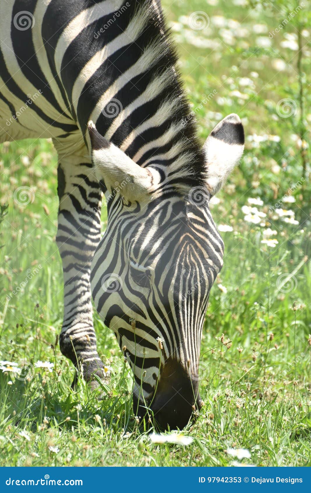 Beautiful Zebra with Gorgeous Marks in Nature Stock Image - Image of ...