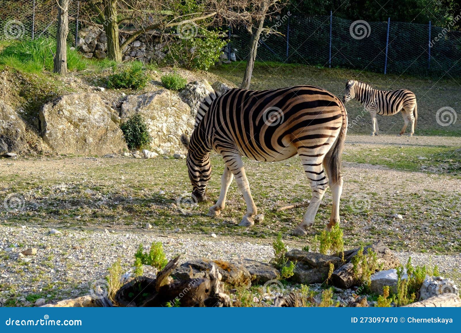 Beautiful Zebra Grazing in Conservation Area Outdoors Stock Photo ...