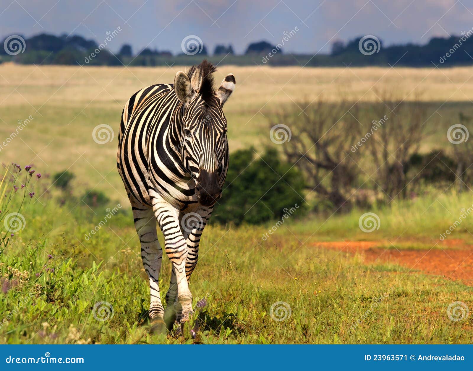 Beautiful Zebra Isolated On White Background. With Clipping Paths Stock ...