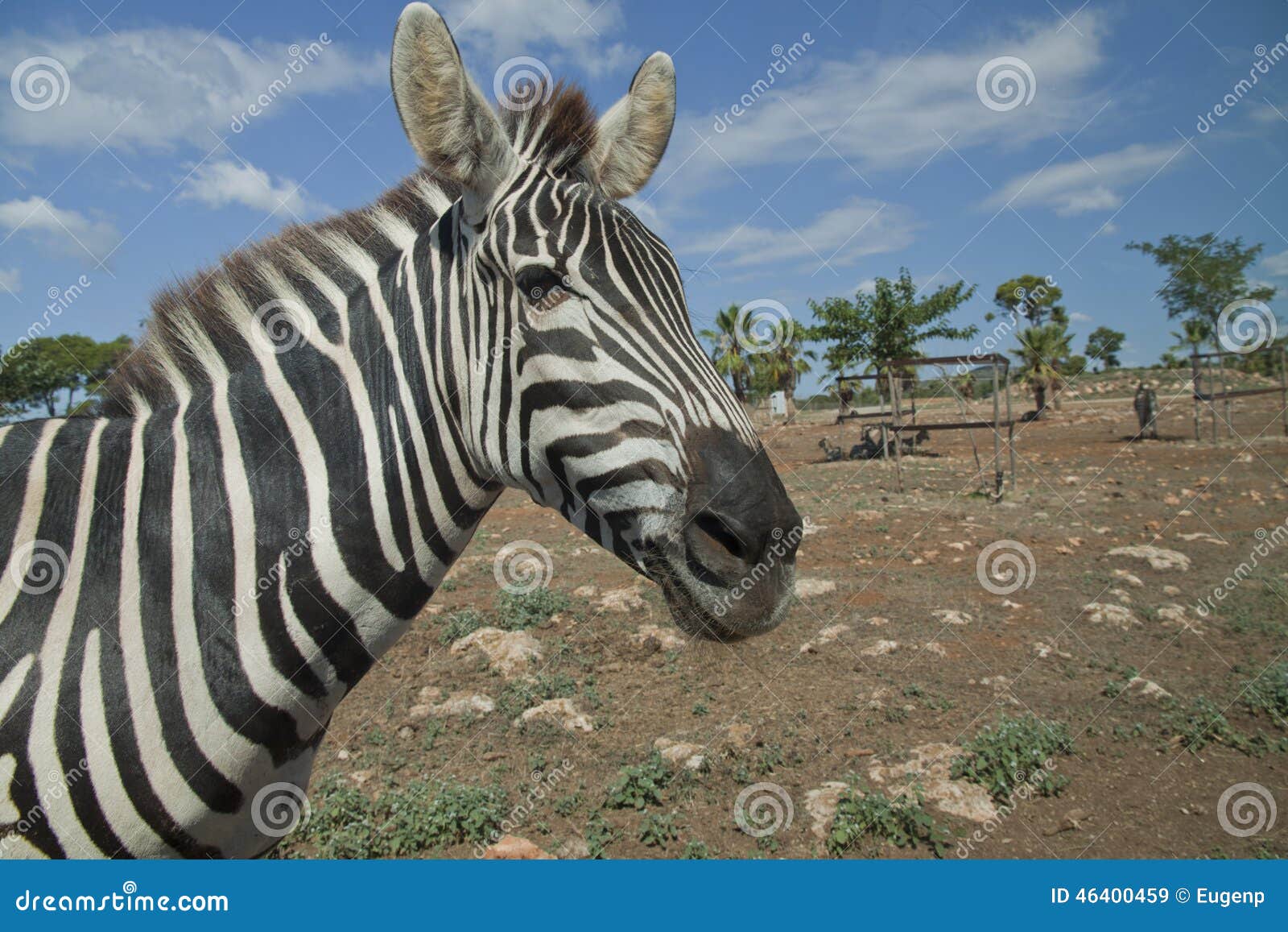 Beautiful zebra stock image. Image of world, ecosystem - 46400459