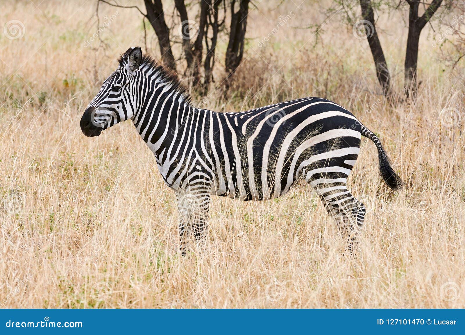 Beautiful Zebra in the Savannah Stock Photo - Image of white, africa ...