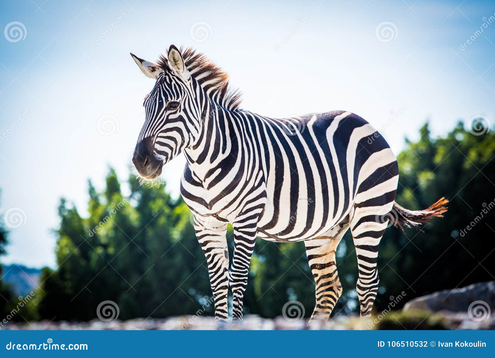Beautiful Zebra Standing Alone Stock Photo - Image of nature, black ...
